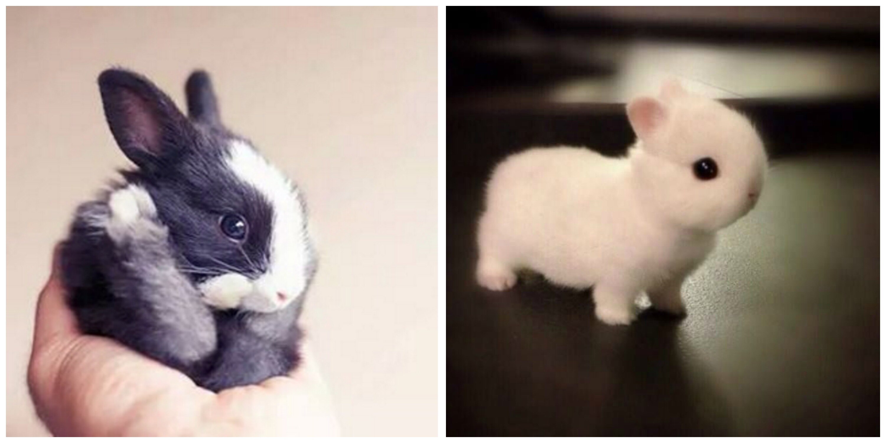 15 Super CUTE Baby Bunnies That Will Have You Smiling For No Reason 15 Super CUTE Baby Bunnies That Will Have You Smiling For No Reason