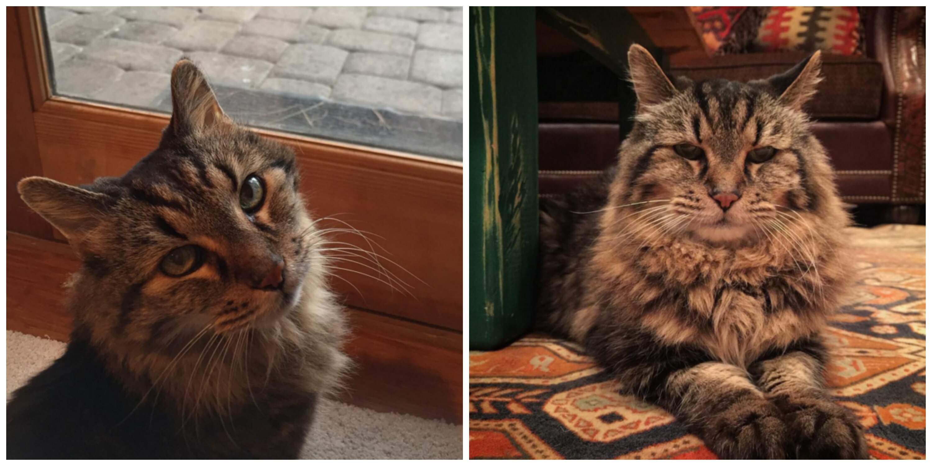 This Cat Holds A Guinness World Record For The Most Amazing Reason this-cat-holds-a-guinness-world-record-for-the-most-amazing-reason