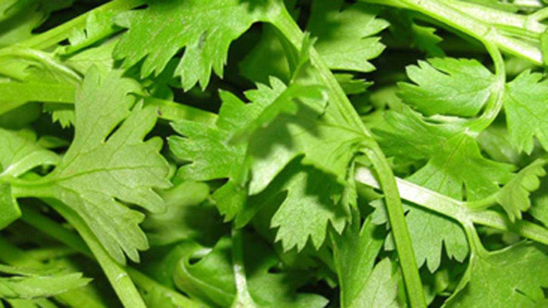 Surprising health gains of dhaniya-patta and chaulayee