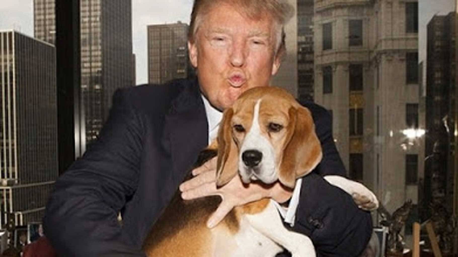 What Donald Trump can learn from dogs in a park