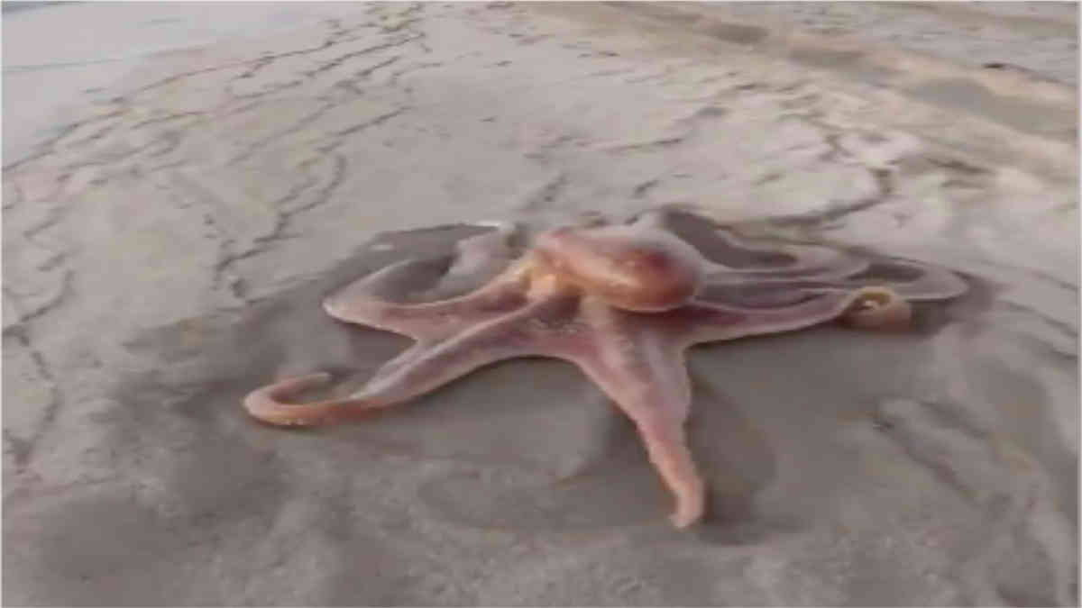 ফ্যাক্ট চেক: ভাইরাল এই ভিডিওতে কি সত্যিকারের 'অক্টোপাস'কে দেখা যাচ্ছে?