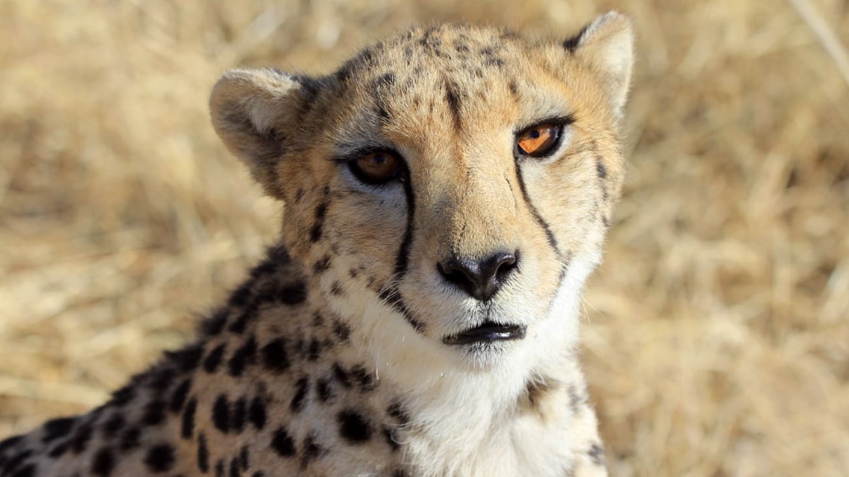 8 cheetahs take an 8,500 km trip from Windhoek to Kuno, making India ...