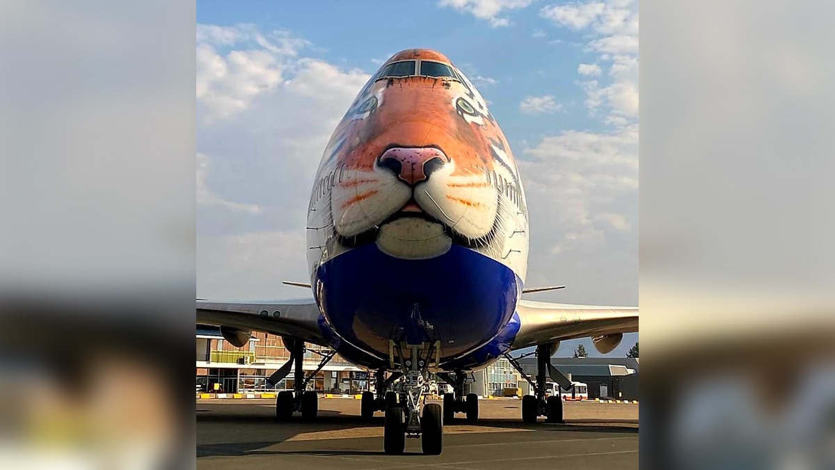 Cheetah is back. A tiger is bringing the big cats to India from Namibia