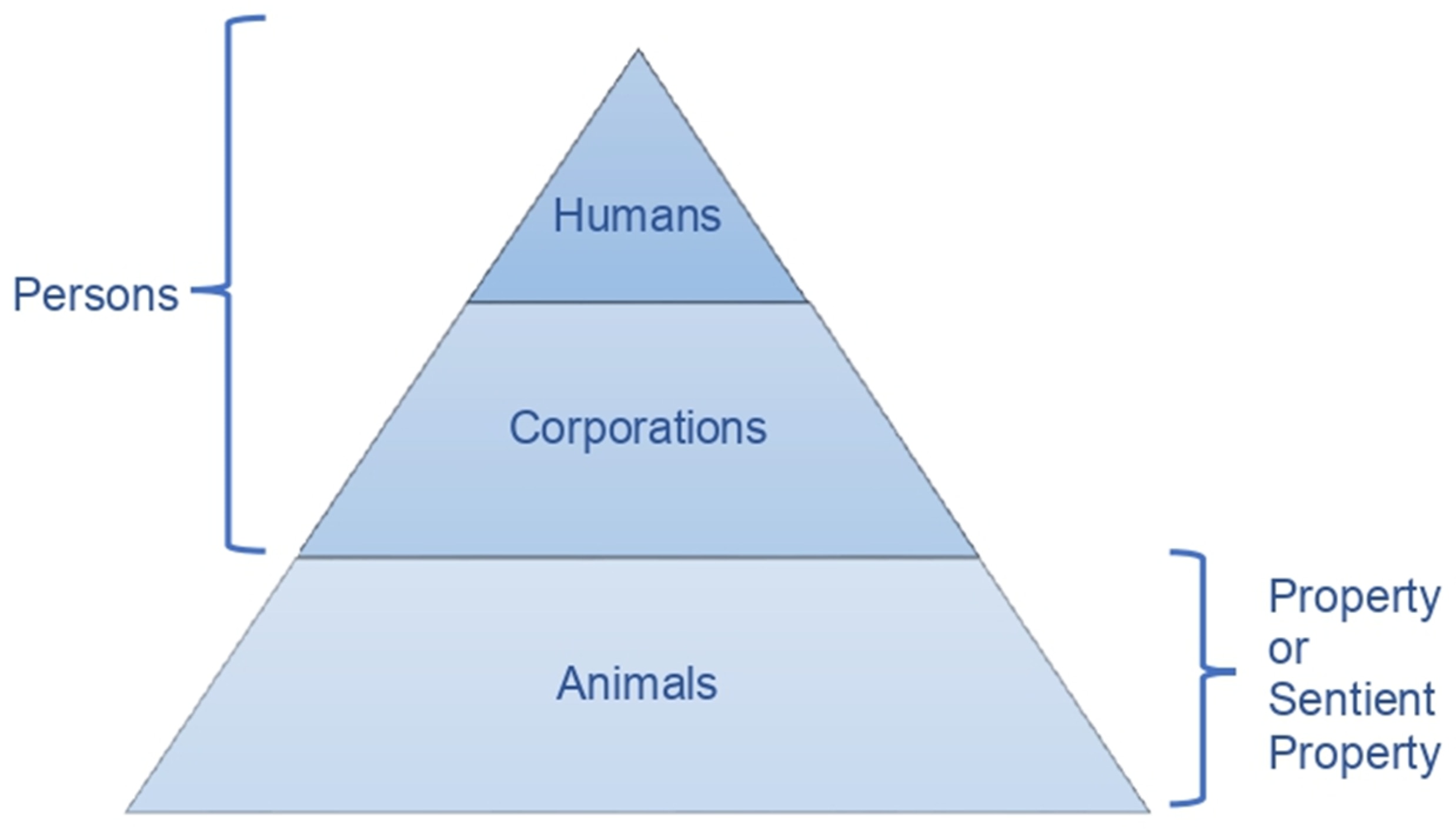 Experts suggest granting legal rights to animals, trees, rivers. How ...