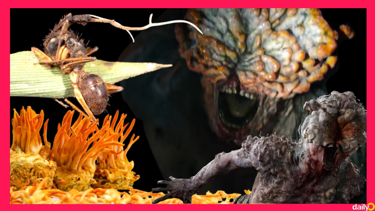 The Last Of Us Episode 2: How Cordyceps is leading the Internet's new ...