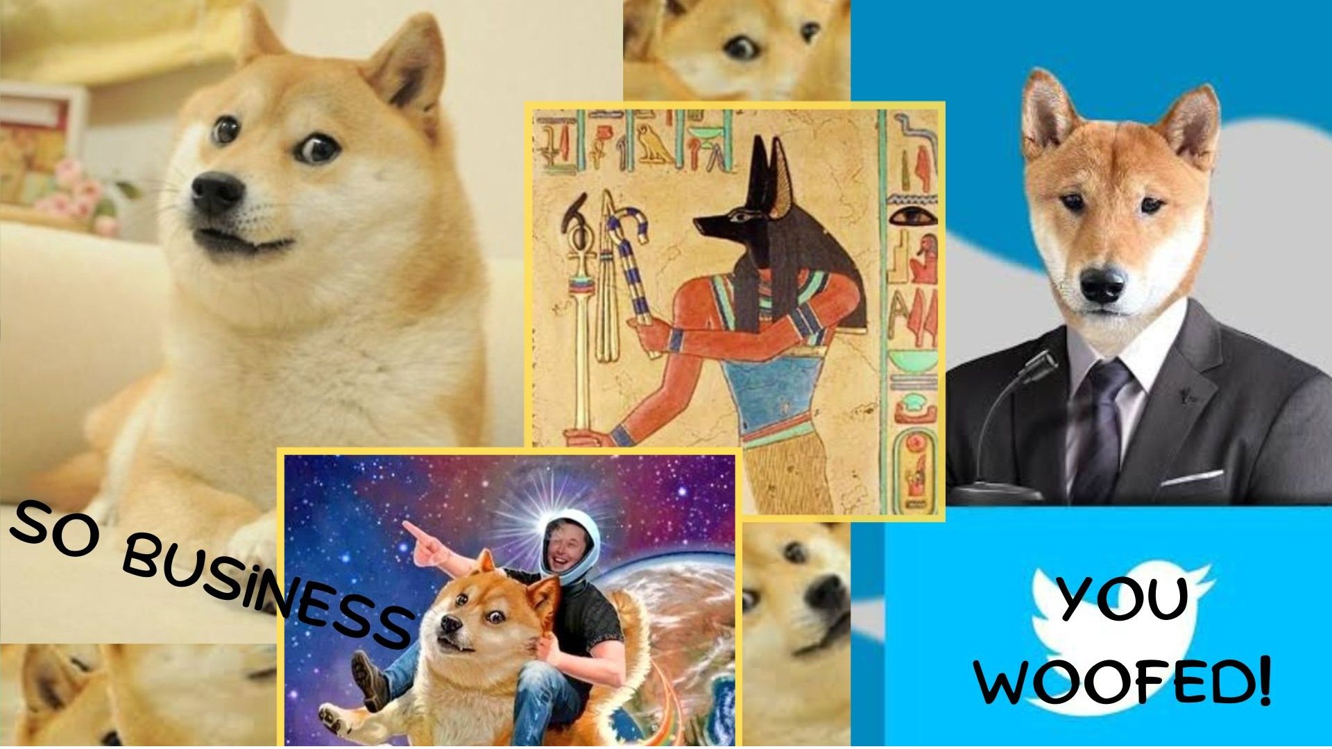 Elon Musk names his Shiba Inu as new Twitter CEO but why is the ...