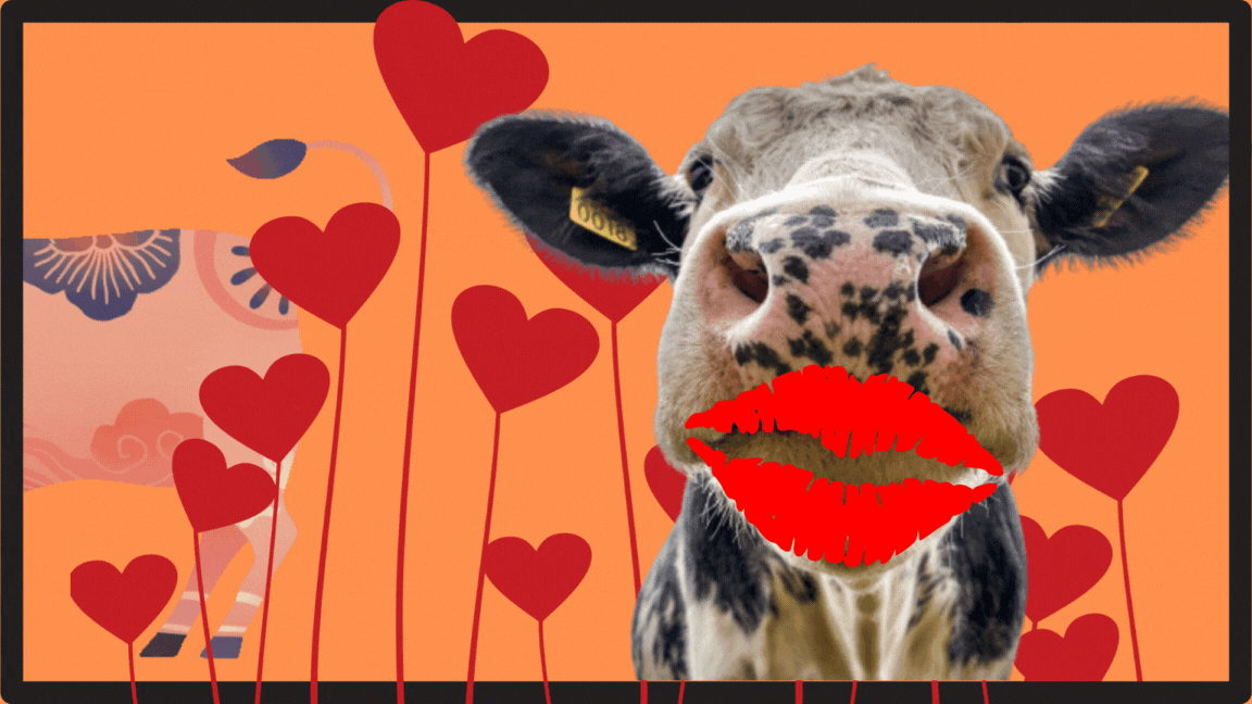 Replace your Valentine with a cow this Valentine’s Day cos Feb 14 is ...