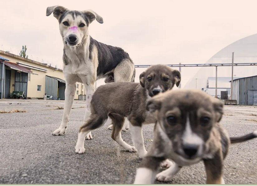 Researchers are looking into the DNA of the dogs of Chernobyl nuclear ...