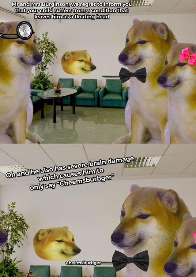 Why the Shiba Inu Cheems was such a loveable internet sensation