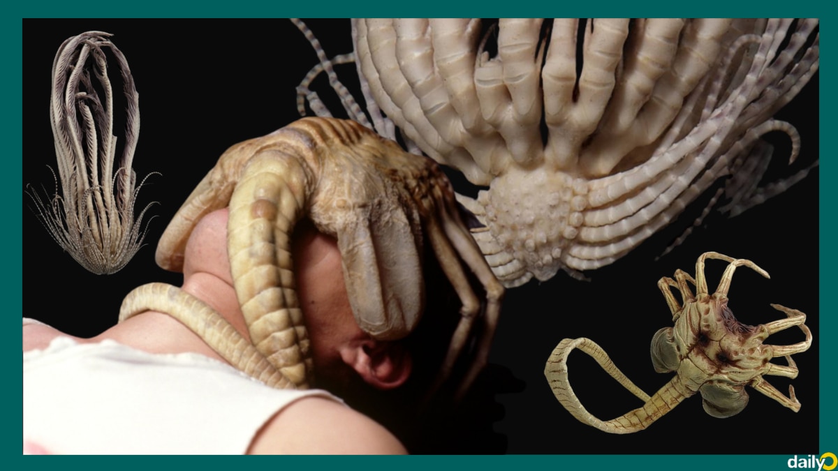 Xenomorph Facehugger Everyone Gets A Face Hugger In Final Alien: