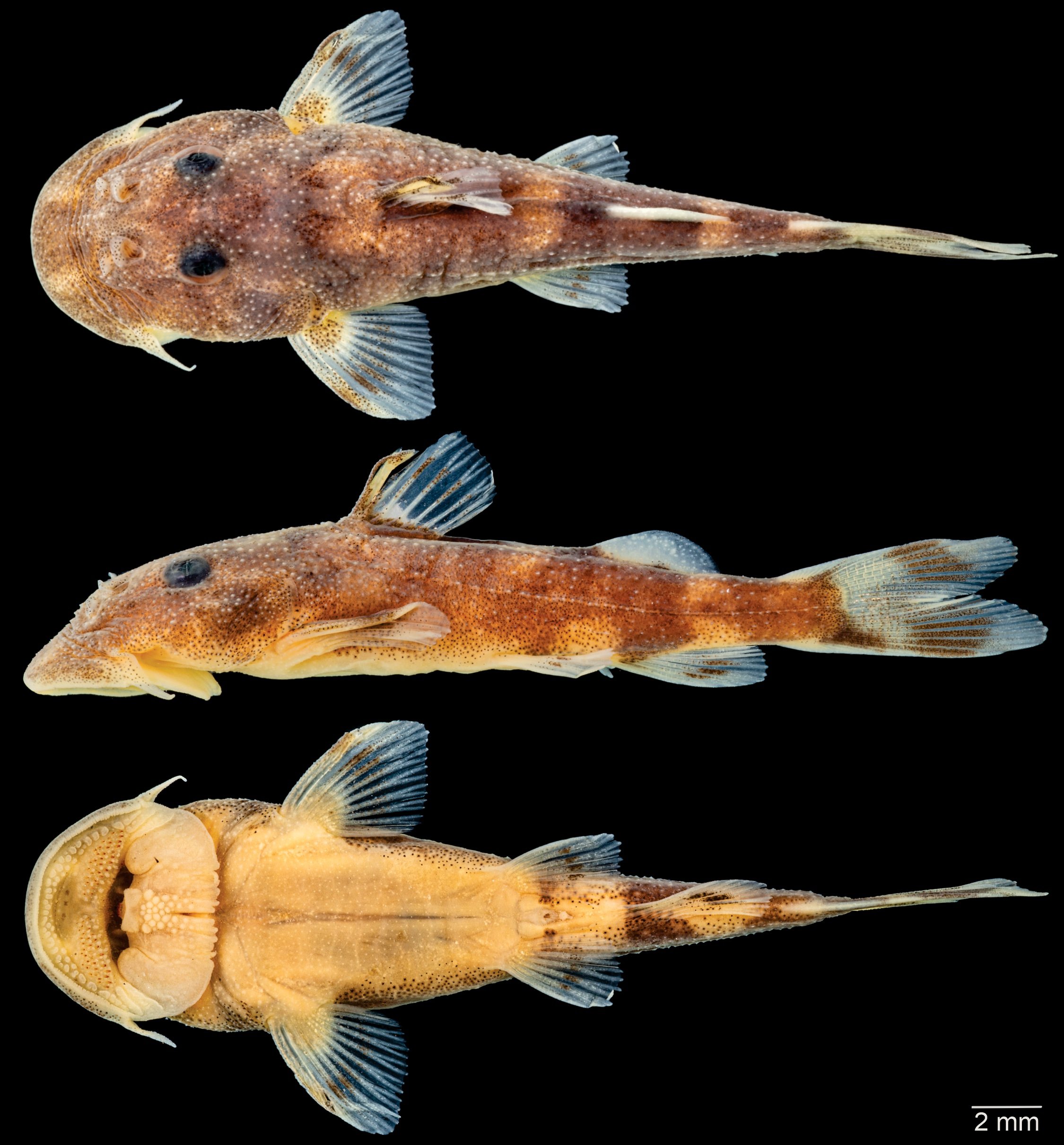 Wake up, new Lord of the Rings fish just dropped in west Africa