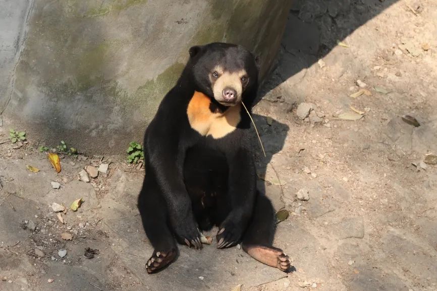 Chinese social media thinks this sun bear in Hangzhou zoo is a human in ...