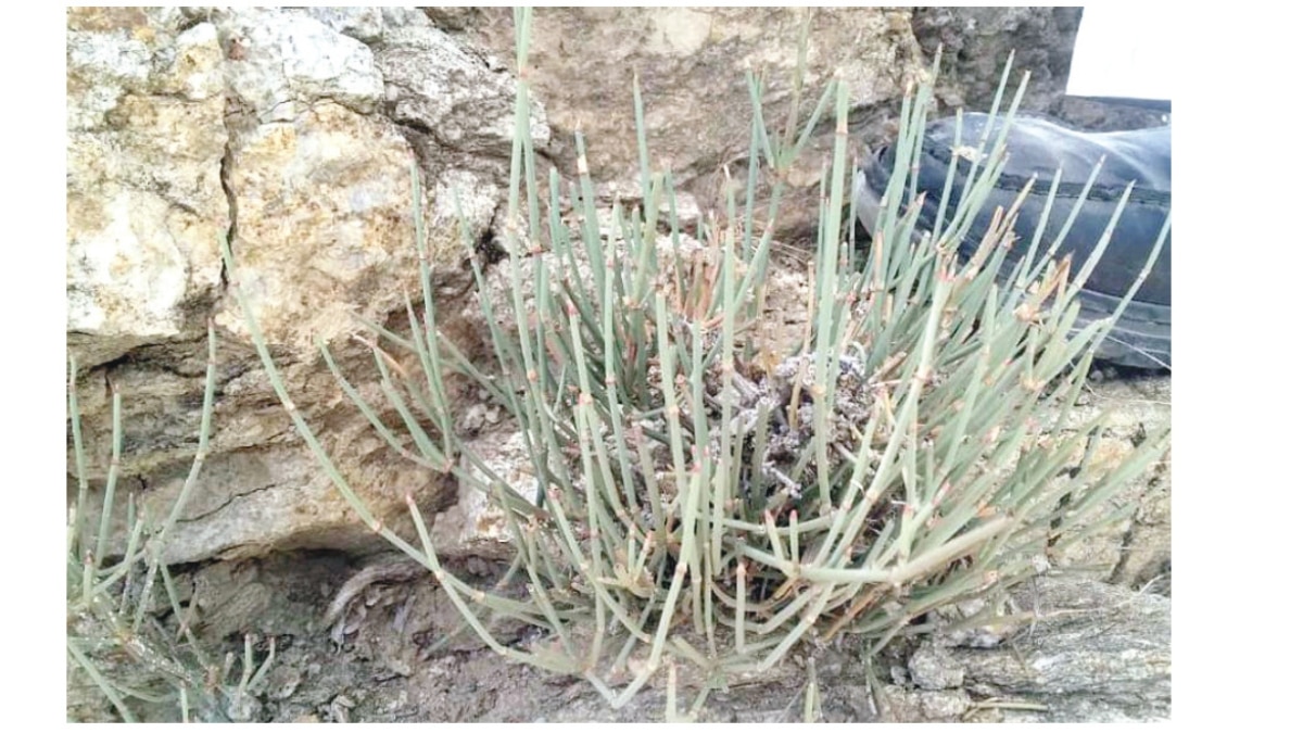 Afghanistan becomes world's fastest-growing meth producer despite ...