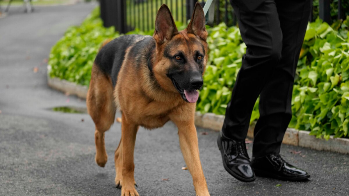 11 bites later, Biden's dog Commander leaves White House
