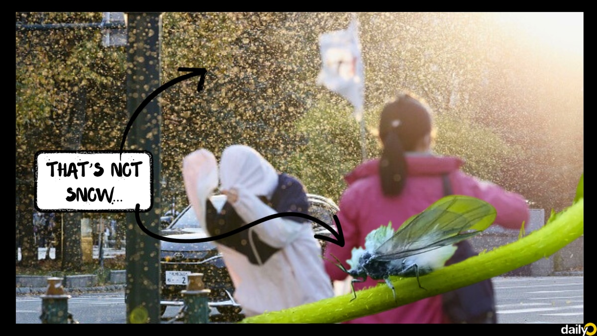 Yukimushi snow bugs announce the arrival of snowfall in Japan