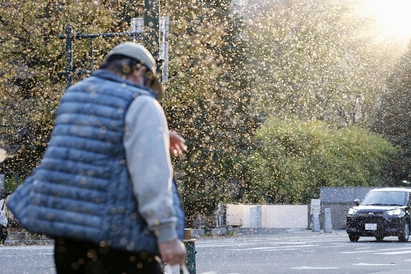 Yukimushi snow bugs announce the arrival of snowfall in Japan