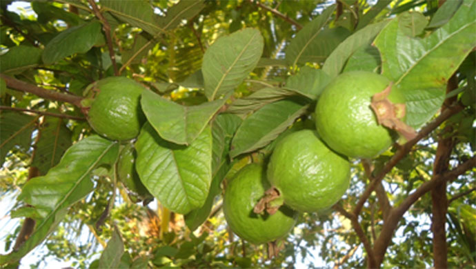 What to eat to kill dengue fever for good