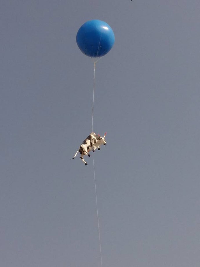 [Image of the day] How a cow in the sky made cops go wild