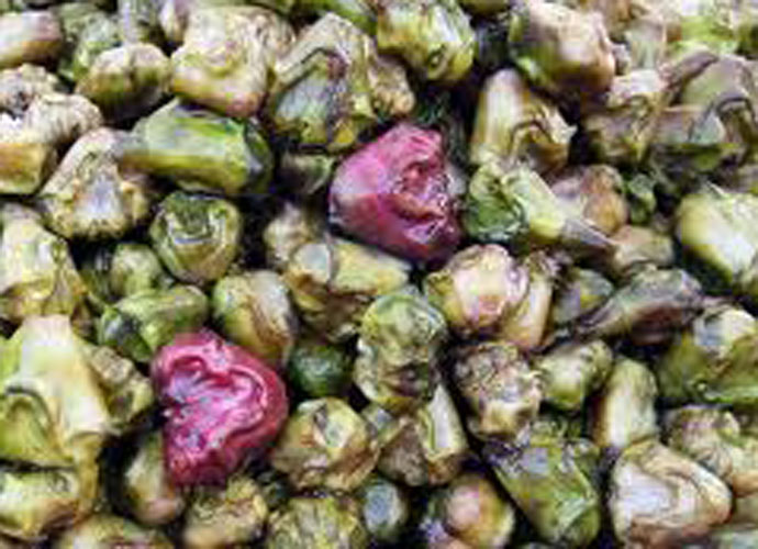 Singharas are not only delicious to eat but healthy too