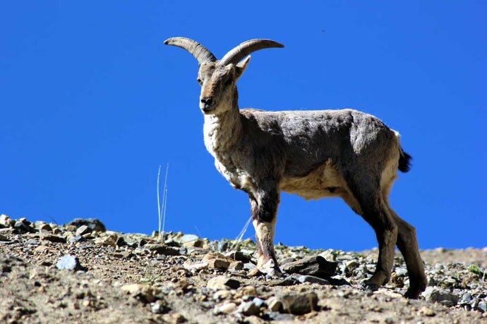 Did a ban on hunting help India's wildlife and forests thrive, or ruin ...