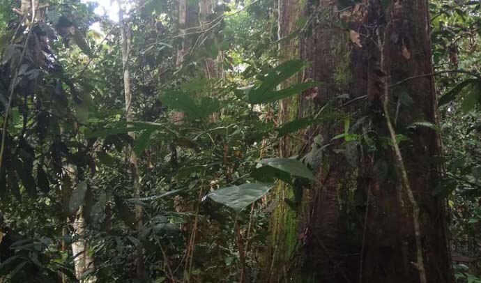 Trees resilient to climate change. Not to the axe