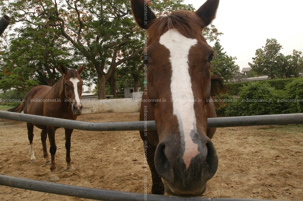 Buy STUD FARM Pictures, Images, Photos By BANDEEP SINGH - Exclusive ...