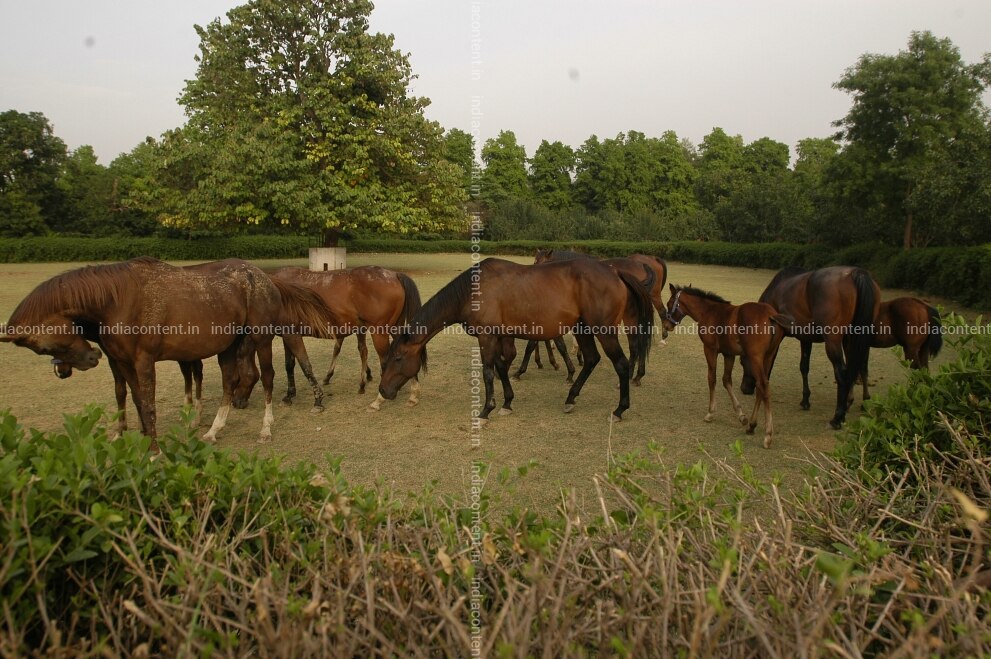 Buy STUD FARM Pictures, Images, Photos By BANDEEP SINGH - Exclusive ...