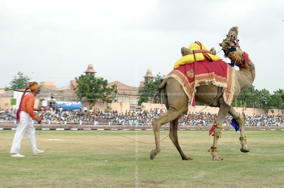 Buy CAMEL DANCE Pictures, Images, Photos By PURUSHOTTAM DIWAKAR - News ...
