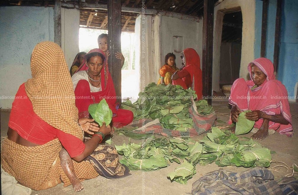 Buy BIRI LEAVES ARE BEING COLLECTED Pictures, Images, Photos By RAVAL ...