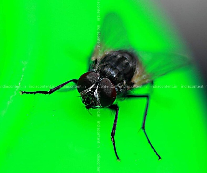 Buy FLY Pictures, Images, Photos By India Today - Environment pictures