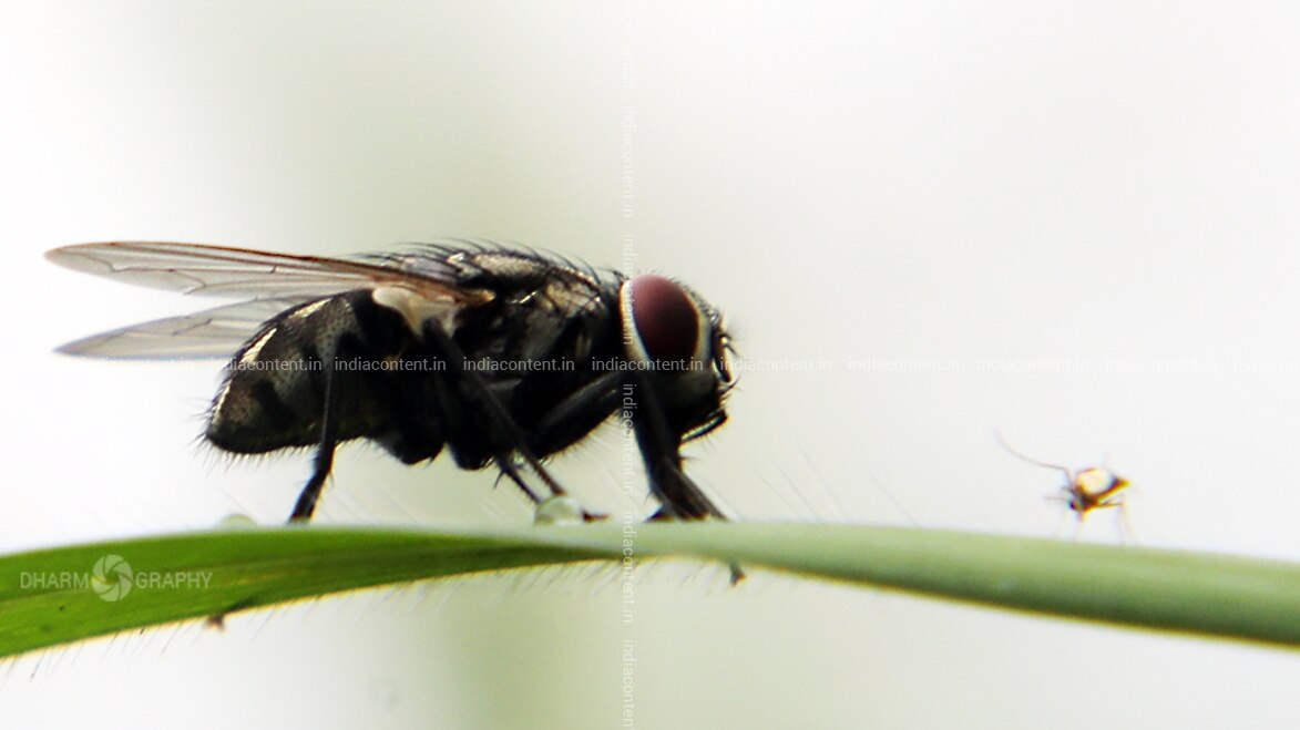 Buy Fly Pictures, Images, Photos By India Today - Environment pictures