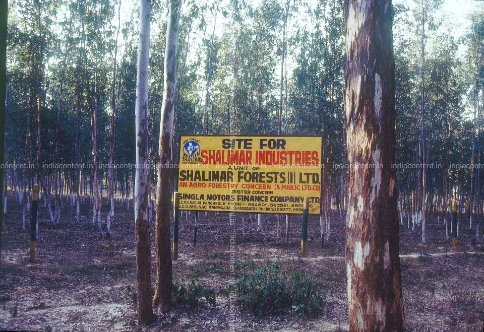 Buy EUCALYPTUS PLANTATION Pictures, Images, Photos By SAIBAL DAS ...