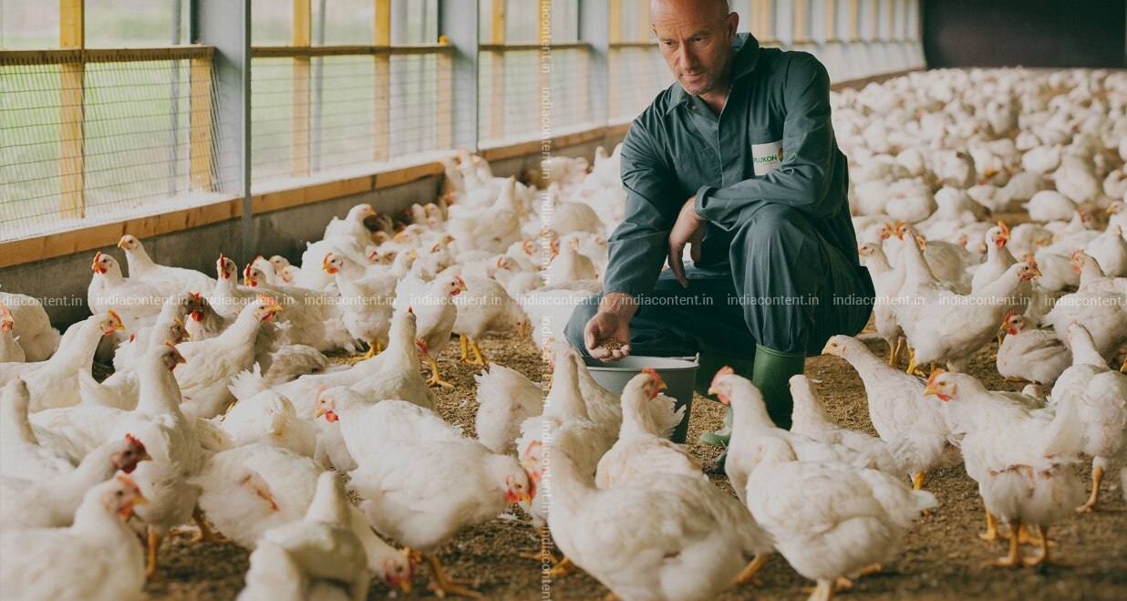 Buy The Dutch poultry industry will share its expertise and experiences ...