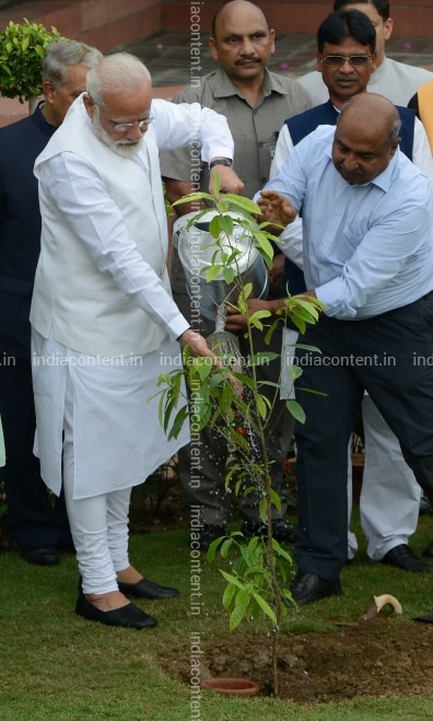 Buy Narendra Modi planting tree at Parliament House Pictures, Images ...