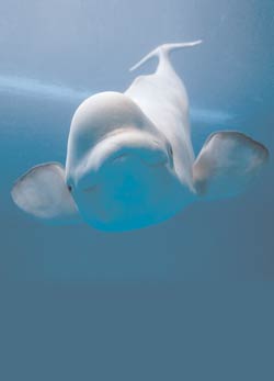 Whale of a time - India Today