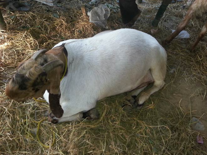 Saifeena up for grabs for Rs 4 lakh at Delhi's goat market - India Today