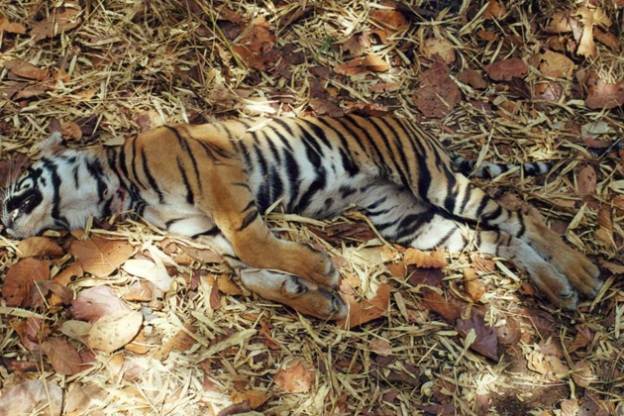 Another tigress found dead in a reserve. Are we losing more tigers to ...