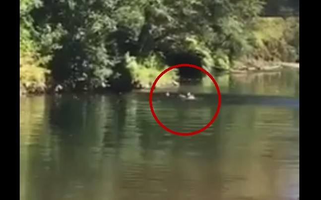 Watch: 4-year-old gets thrown off a bridge as his mother cheers - India ...