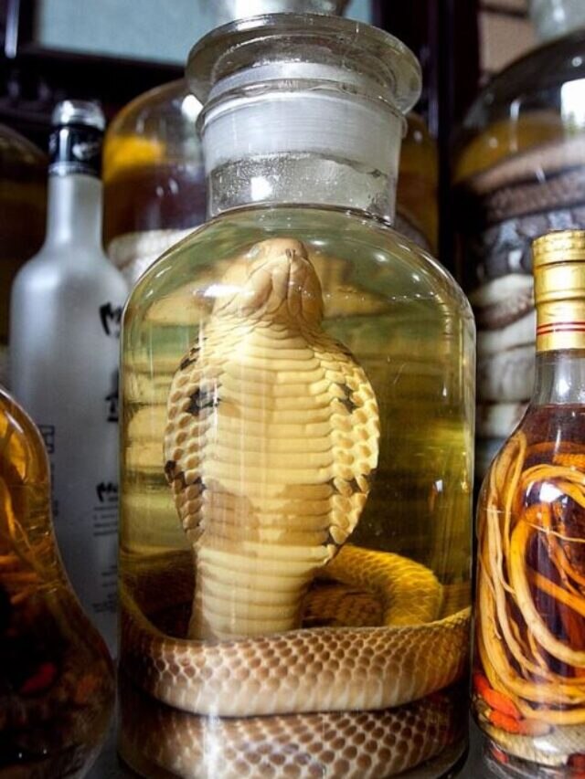चीनमध्ये सापापासून बनवली जाते दारू, ऐकून तुम्हालाही वाटेल आश्चर्य