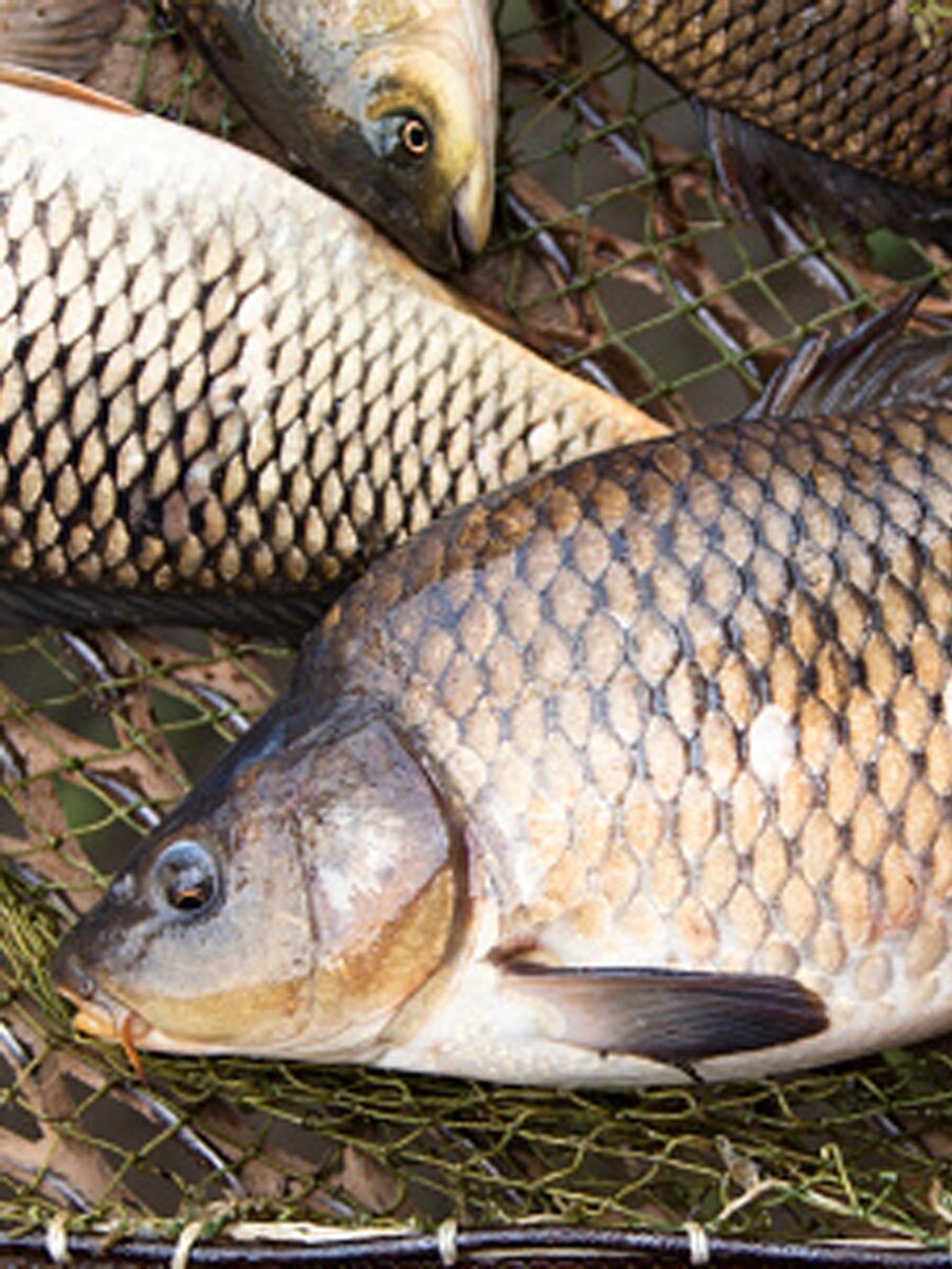 Hilsha of Manipur Pengba Fish sus