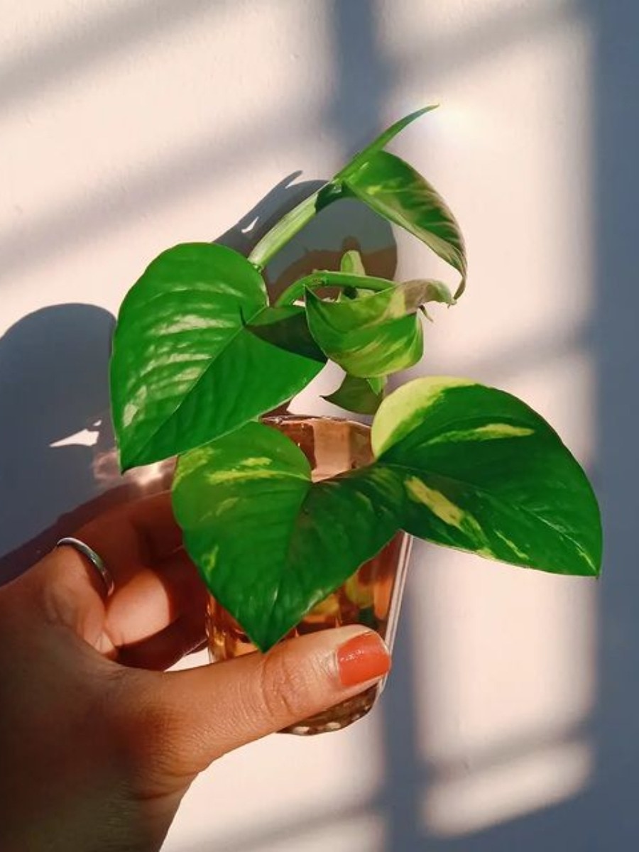 Vastu Tips for money plant sus