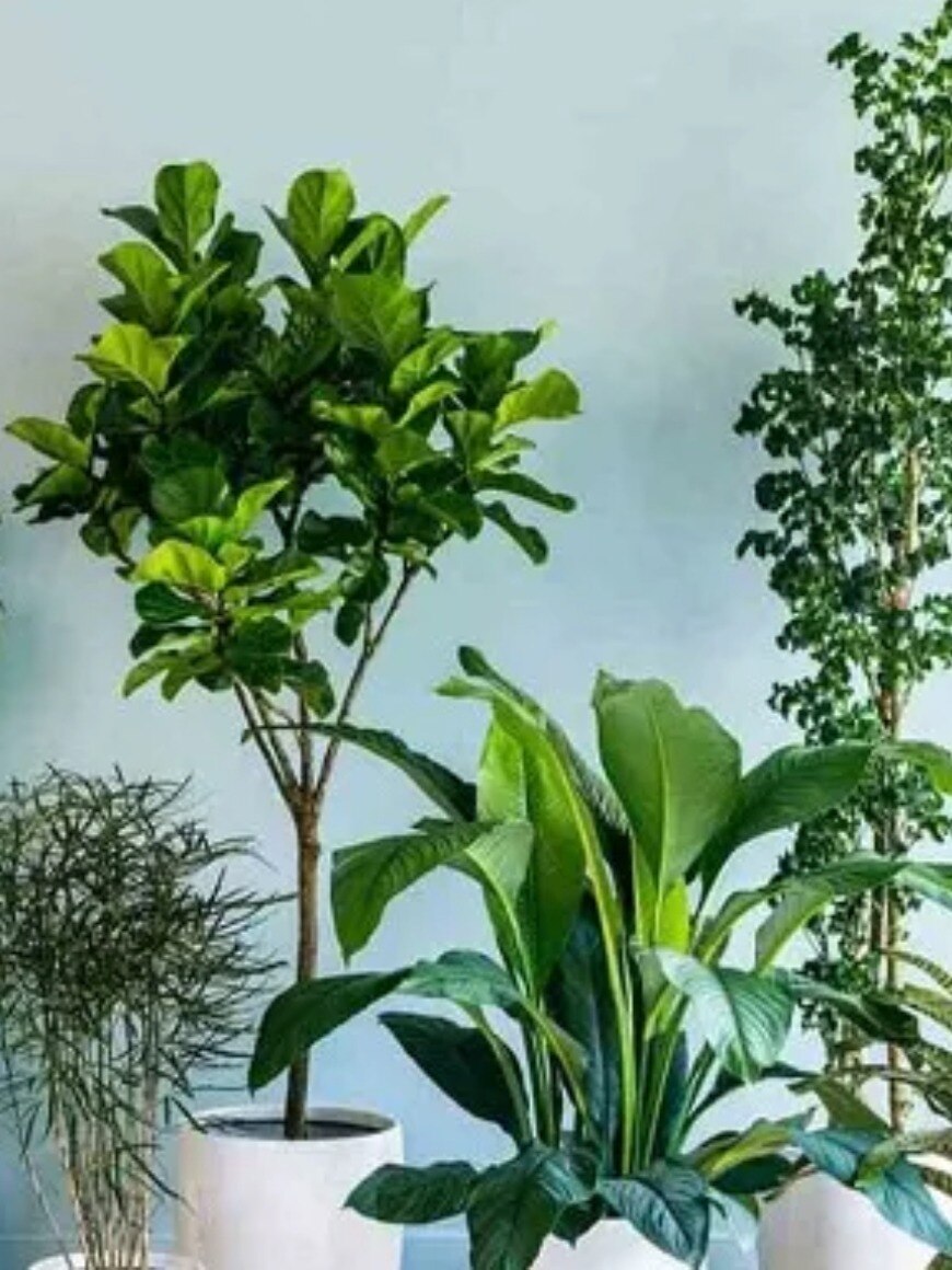 Vastu Tips for Plants at Home sus