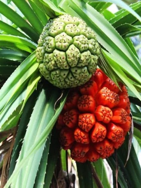 केवड़े की खेती भी है एक दम खास! - Farming of kewda will give huge profit