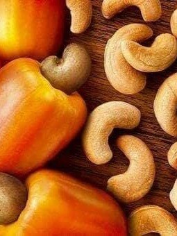 अब घर पर ही लगाएं काजू का पौधा - How to plant kaju tree at home