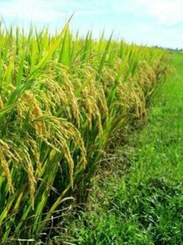 धान के अच्छे उत्पादन के लिए अपनाएं ये टिप्स - Follow these tips good ...