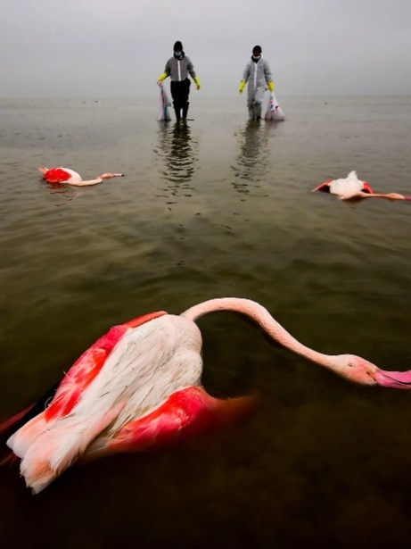 Environmental photographer of the year