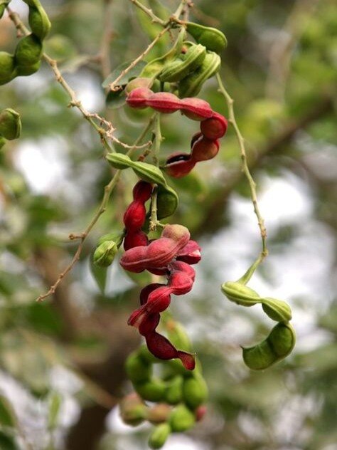 डिश नहीं एक पौधा है जंगल जलेबी - Know what is jungle jalebi plant