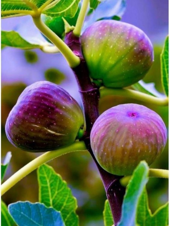 जानें अंजीर के पेड़ की खासियत - Know the specialty of fig tree