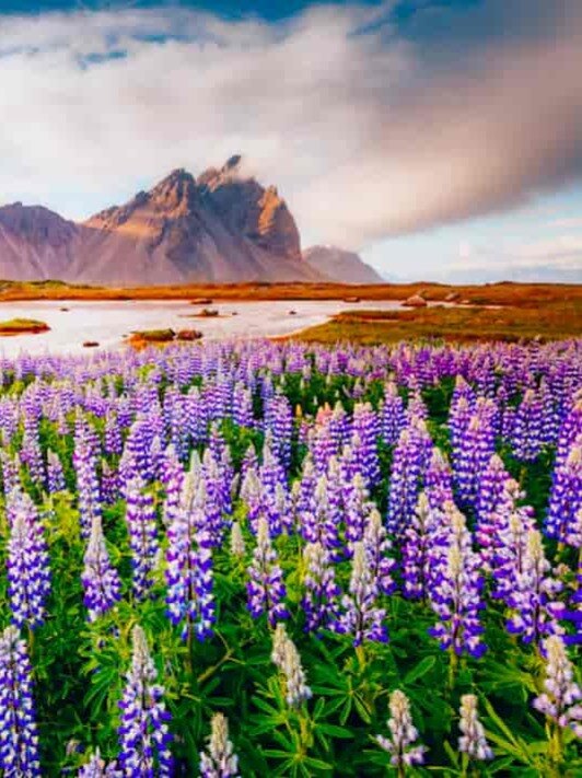 Republic Day Long Weekend Trips in India