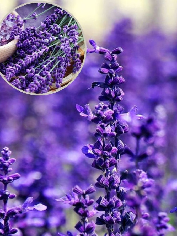 फायदों से भरा है लैवेंडर का फूल - Lavender flower is full of benefits